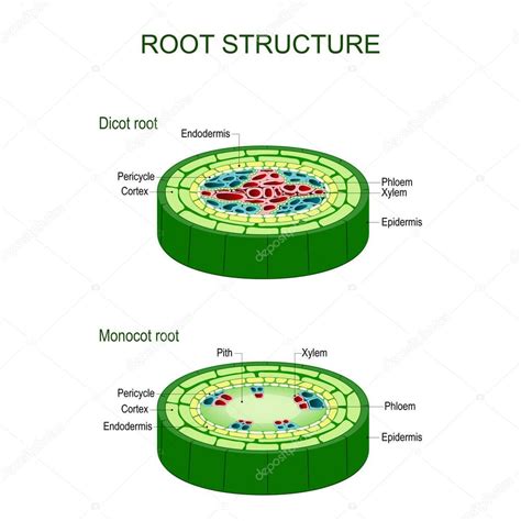 Root Structure Monocot And Dicot Stems Royalty Free Vector 40 OFF