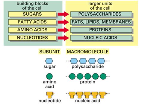 OHS Biology Env Sci Blog Week 4 Biology Macromolecules And Enzymes