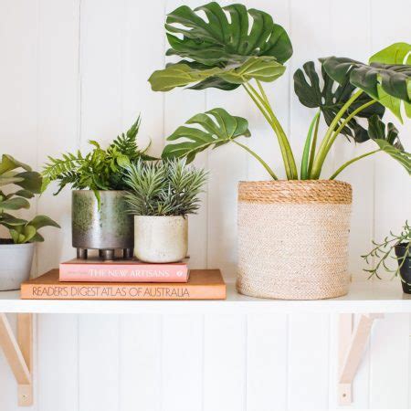 Plante Ornamentale Top Cele Mai Frumoase Plante Parla