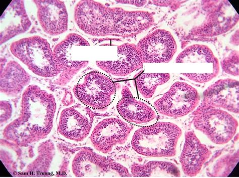Histology Testis Diagram Quizlet