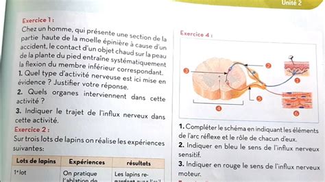 SVT 3AC Correction des exercices d évaluation du système nerveux YouTube