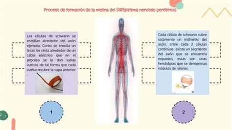 Los nódulos de Ranvier y