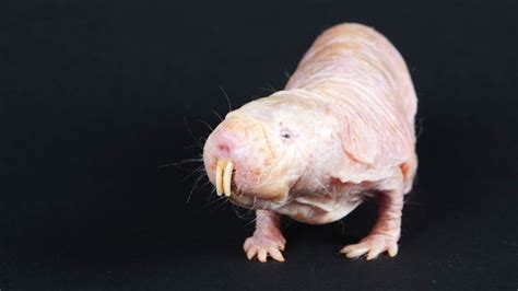 Once Thought Immune To Cancer Naked Mole Rats Found With Tumors NOVA