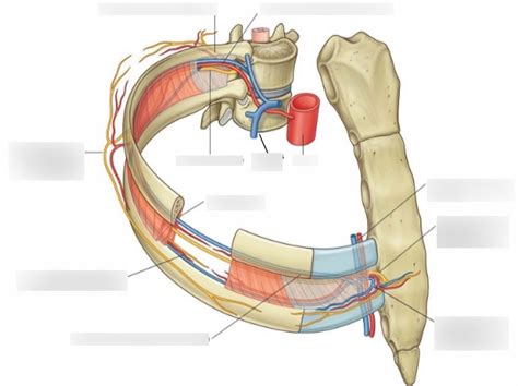 Intercostal Anatomy Diagram Quizlet