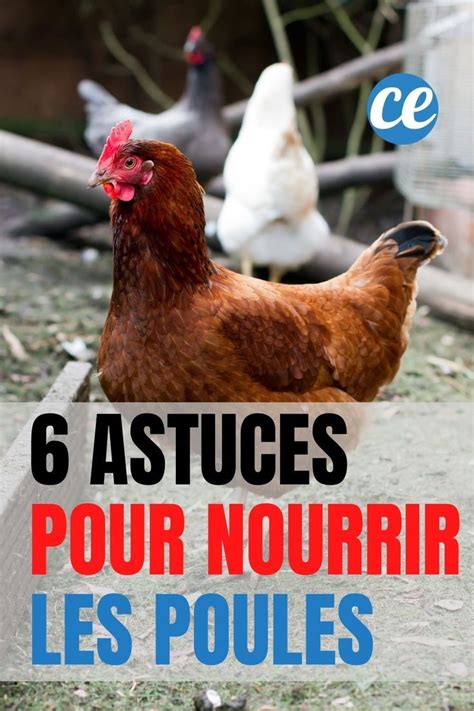 6 Astuces Simples Pour Nourrir Ses Poules Sans Se Ruiner Nourrir