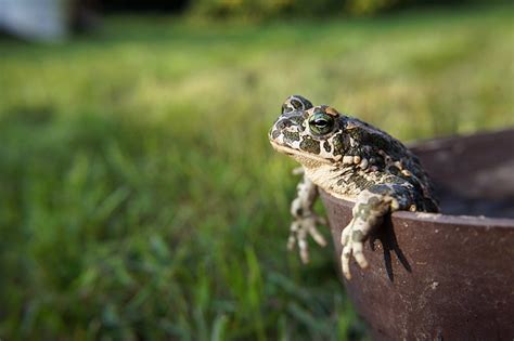 Crotte De Crapaud Comment Les Reconnaitre Et S En D Barrasser