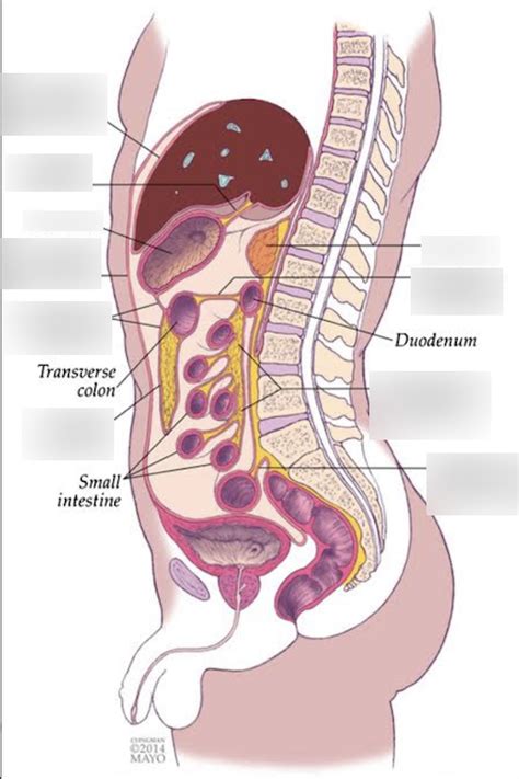 Diagram Of Visceral Peritoneum Quizlet