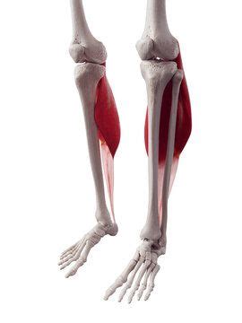 3d Rendered Medically Accurate Muscle Illustration Of The Gastrocnemius