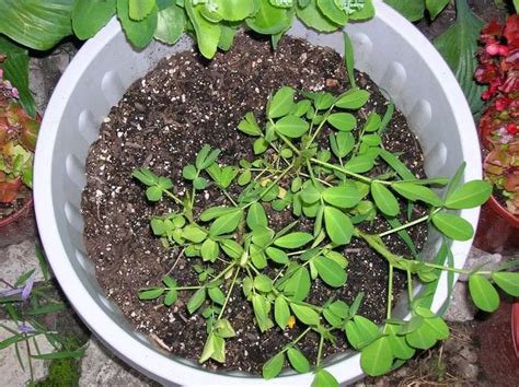 阳台上适合用花盆养的9种蔬菜种满露台一年都有菜吃
