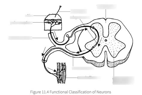 Functional Classification Of Neurons Diagram Quizlet