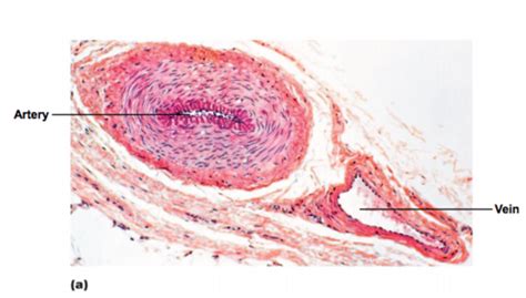 Blood Vessels Flashcards Quizlet