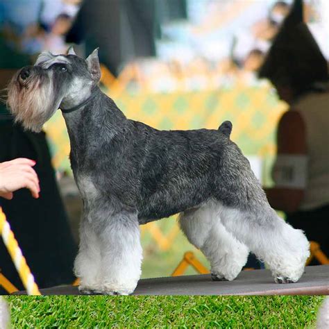 5 Estilos De Corte De Schnauzer Bonus Pet Grooming Club