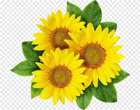 Top Imagen Girasol En Png Abzlocal Mx