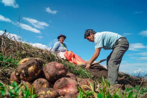 Sector agropecuario creció 5 4 en primeros cinco meses del 2024