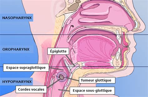 Imagerie Cancer ORL Palli Science Site Officiel De Formation En