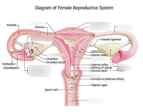 Uterus Ovary Diagram Quizlet
