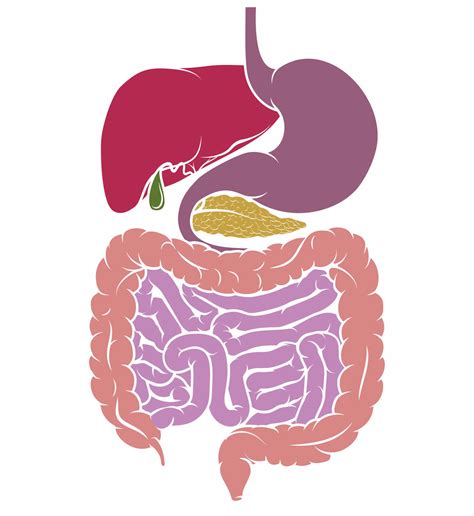 Intestino Delgado e Intestino Grueso Definición Concepto y Qué es