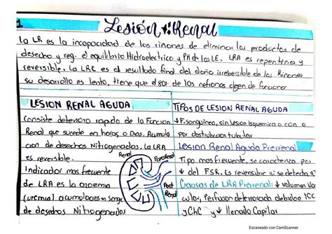 Lesi N Renal Studymed Jm Udocz