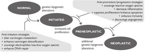 multistep carcinogenesis pathway described by rogers et al 8 download scientific diagram