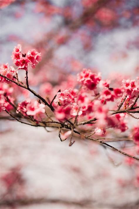 Free Images Flower Pink Spring Cherry Blossom Branch Petal Twig