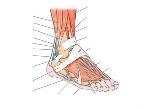 Foot Muscles Diagram Quizlet