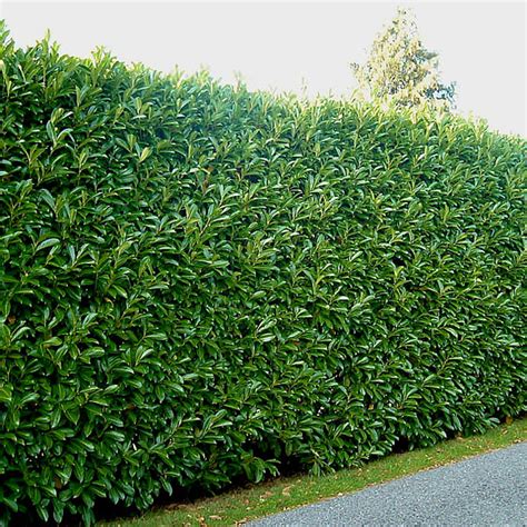 Vavrínovec lekársky ROTUNDIFOLIA 50 60cm kont 3L Stromčekovo sk