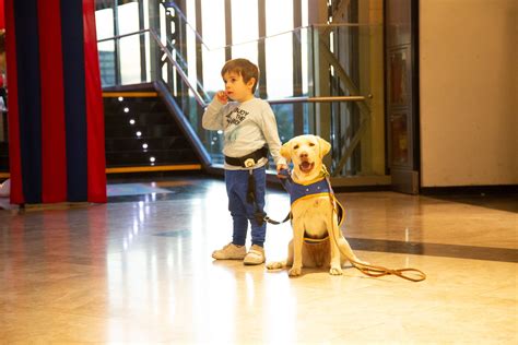 Cómo se entrenan los perros de asistencia y qué terapias hacen