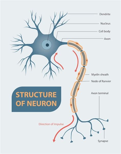 Estructura De La Neurona Vector Premium
