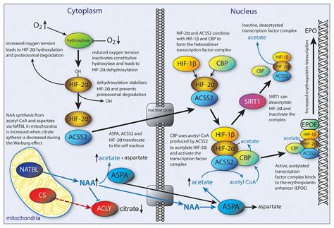 Frontiers Acetate Revisited A Key Biomolecule At The Nexus Of