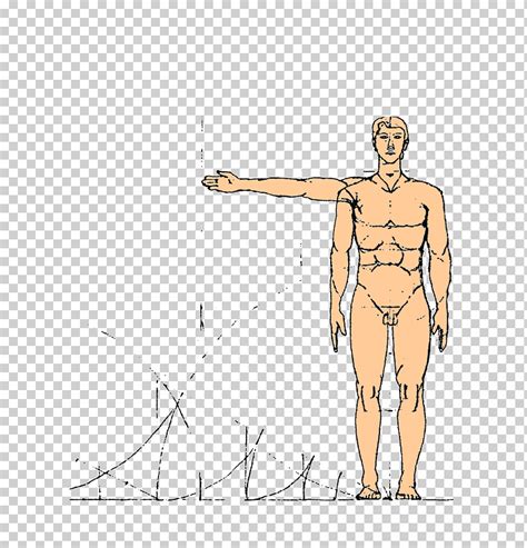 Dedo homo sapiens proporcionalidad proporción dorada artes visuales
