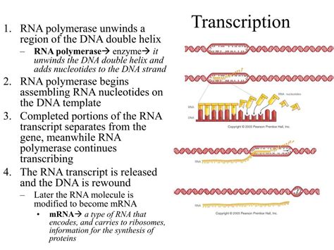 PPT Chapter 14 Genetic Transcription And Translation PowerPoint
