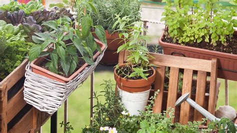 Orto Sul Balcone Sogno O Realt Misura Casa S R L