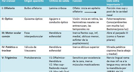 Principios De Medicina Cuadro De Pares Craneales