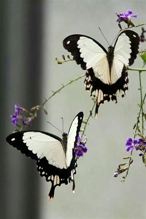 Two White And Black Butterflies Sitting On Top Of Purple Flowers With