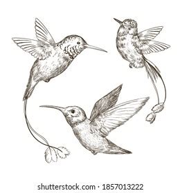 Outline Hummingbird Photos Images Pictures Shutterstock