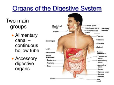 PPT Chapter 14 The Digestive System And Body Metabolism PowerPoint