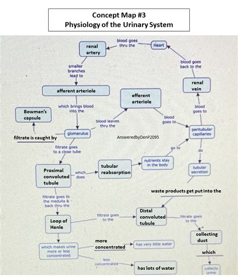 Urinary System Anatomy Concept Maps Porn Sex Picture