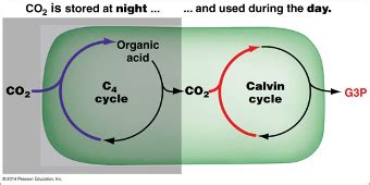 Biology Ii Chapter Resource Acquisition And Transport In Vascular