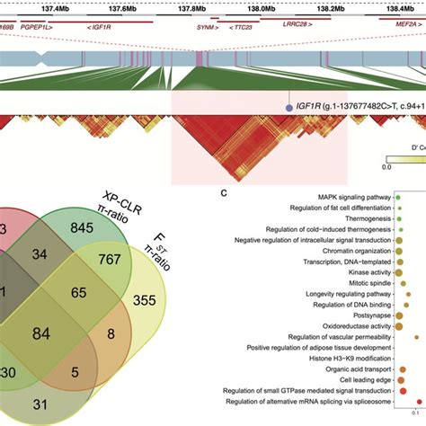 A Haplotype Blocks For The Cold And Warm Region Samples Based On