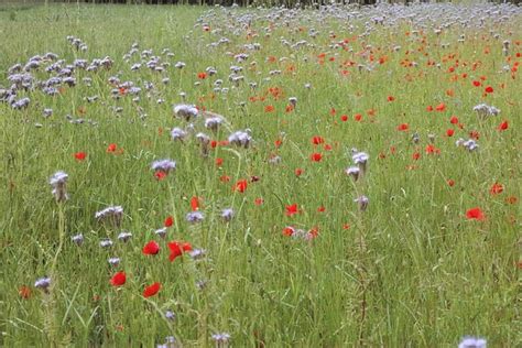 Zusammensetzung Blumen Mohnblumen Kostenloses Foto Auf Pixabay Pixabay