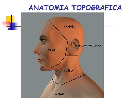 Anatomia Topografica Forense Vertiales Frontales PPT