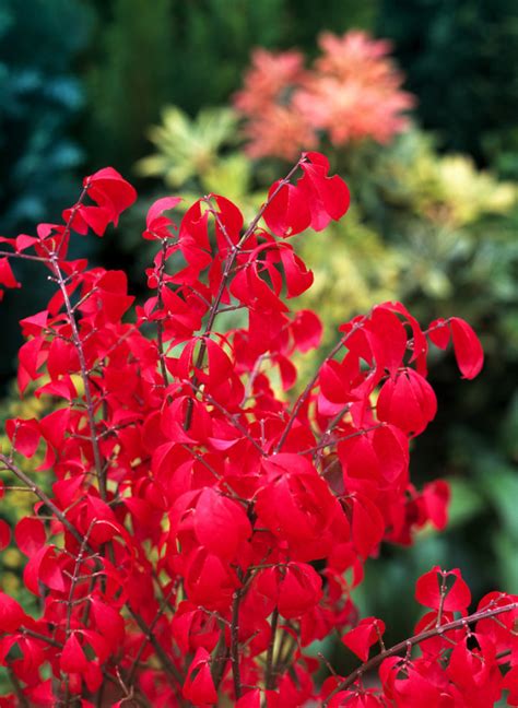 Euonymus Alatus Compactus Kardinaalshoed Bloemenpark Appeltern