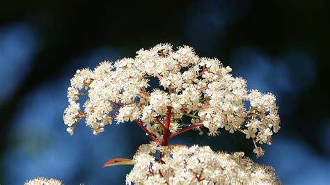 Flor Natureza Plantar Lado De Foto Gratuita No Pixabay Pixabay