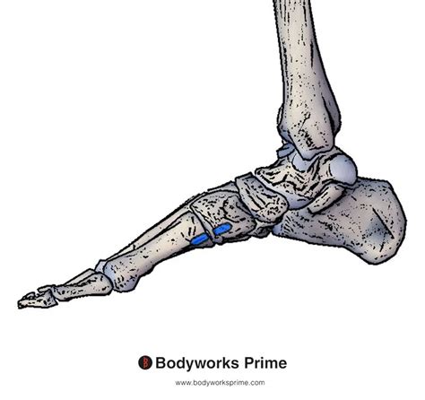 Tibialis Anterior Muscle Anatomy Bodyworks Prime