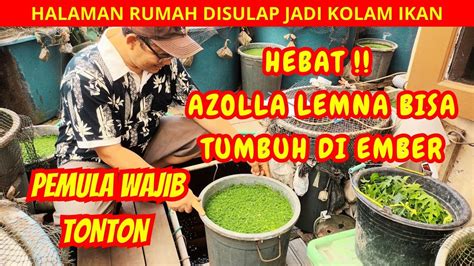REVIEW PERTUMBUHAN TANAMAN AZOLLA LEMNA DI EMBER PEMULA WAJIB