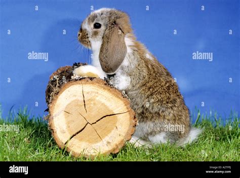 Dwarf Rabbit Oryctolagus Cuniculus F Domestica Widder Stock Photo