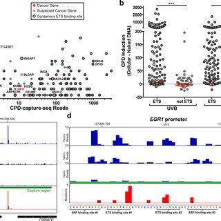 Uv Induced Cpd Lesions Are Induced At A Subset Of Ets Binding Sites