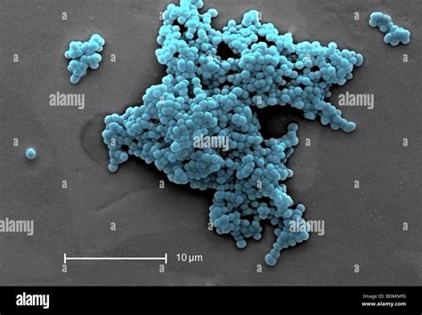 Scanning Electron Micrograph SEM Of Clusters Of Gram Positive Beta