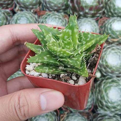 13 Of The Best Aloe Varieties For Landscaping And Containers