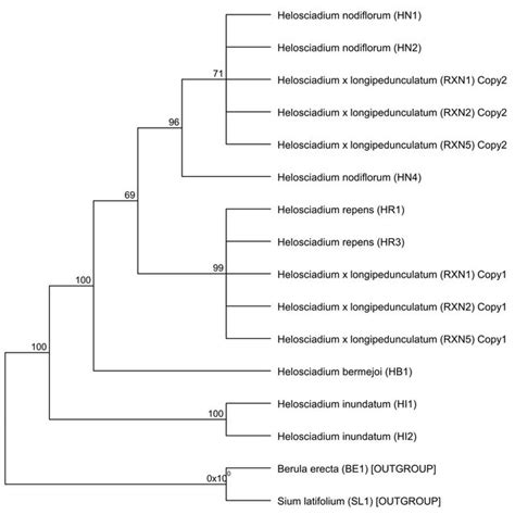 A 50 Majority Rule Consensus Tree Of The 65 Shortest Trees 186 Steps
